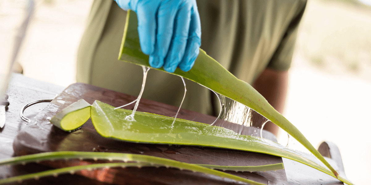 The power of Aloe for your skin | Royal Aruba Aloe– Aruba Aloe EU